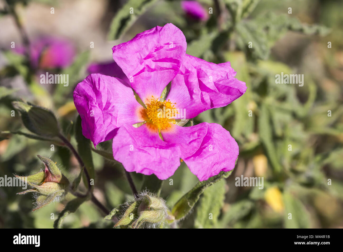 Cistus crispus, Rockrose, Crispy-leafed rockrose Stock Photo - Alamy