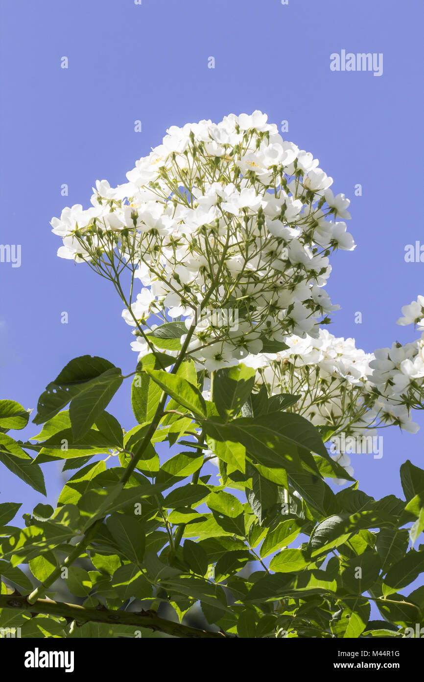 Rosa brunonii, Himalayan Musk Rose, wild rose Stock Photo - Alamy
