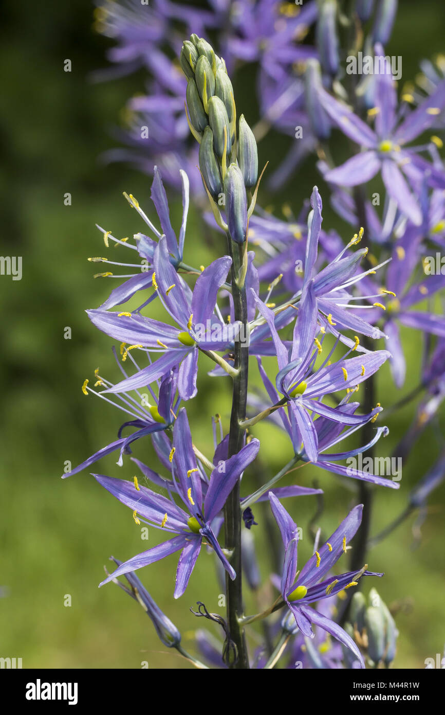 Camassia cusickii, Cussicks camas, Wild hyacinth Stock Photo - Alamy