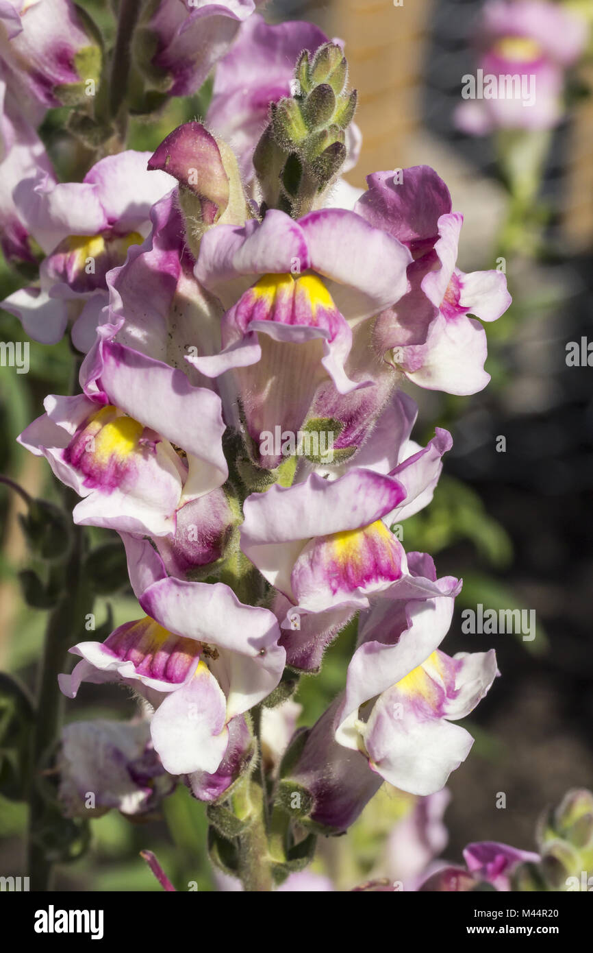 Antirrhinum majus, Common Snapdragon, Snapdragon Stock Photo - Alamy