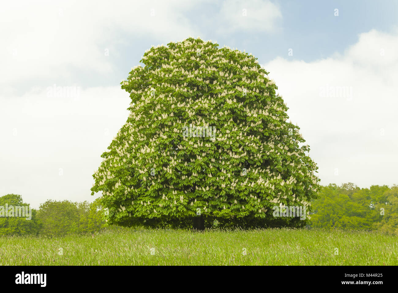 Horse chestnut tree, Aesculus hippocastanum,German Stock Photo - Alamy