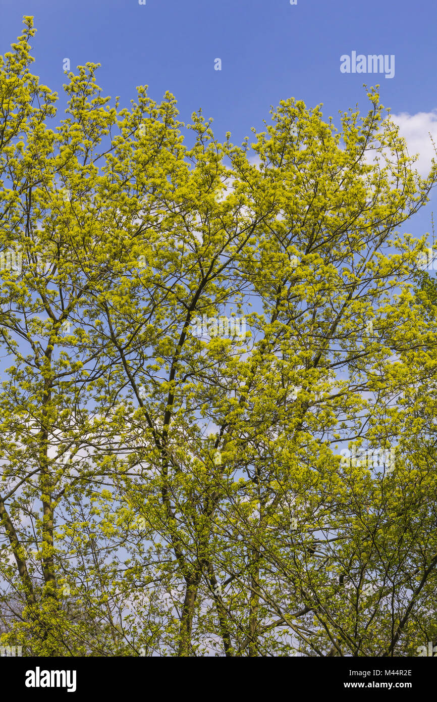 Acer platanoides, Norway maple in spring, Germany Stock Photo - Alamy