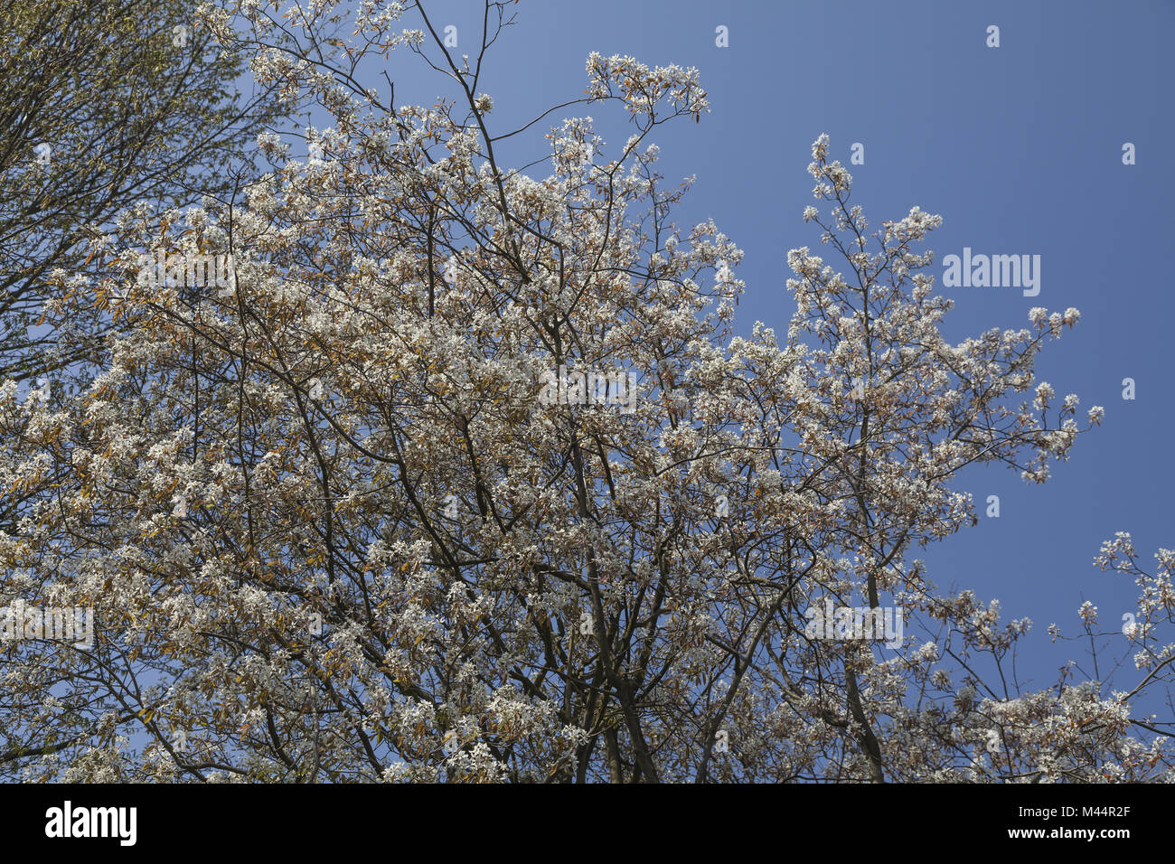 Amelanchier lamarkii, Snowy mespilus, Juneberry Stock Photo - Alamy