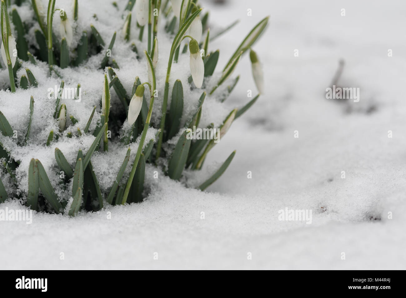 Snowdrop drift hi-res stock photography and images - Alamy