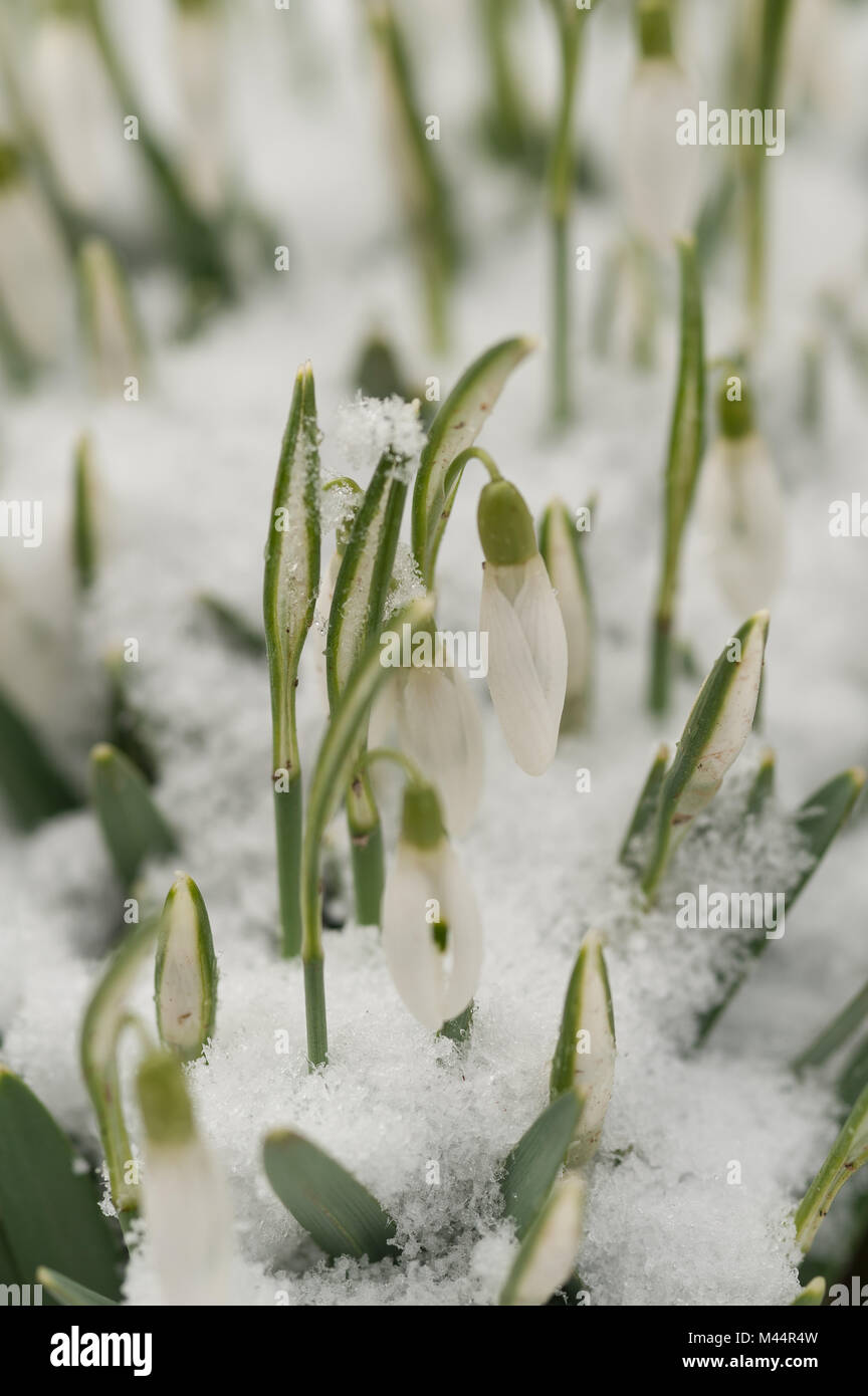 Bitterly cold a sudden snow fall has coated common snowdrop in snow ...