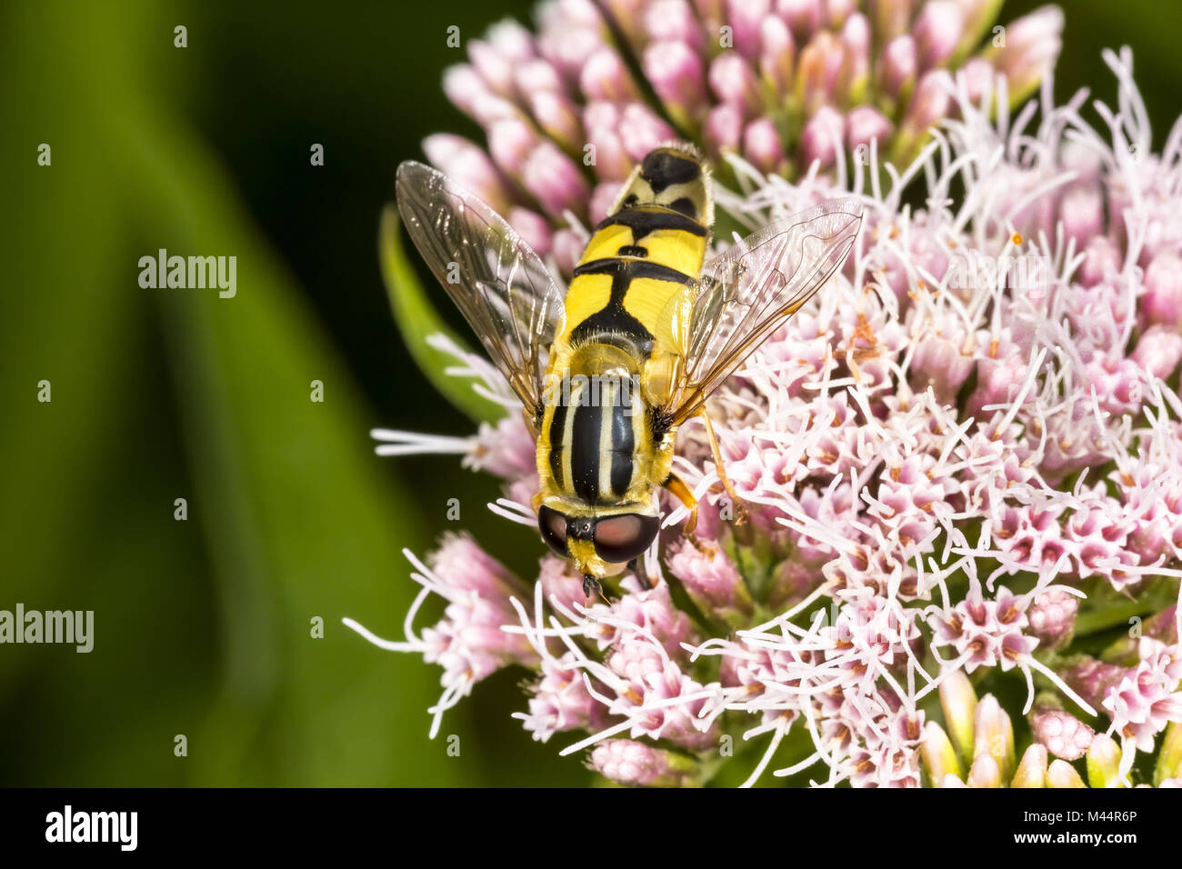 Helophilus trivittatus, European hoverfly, Germany Stock Photo - Alamy