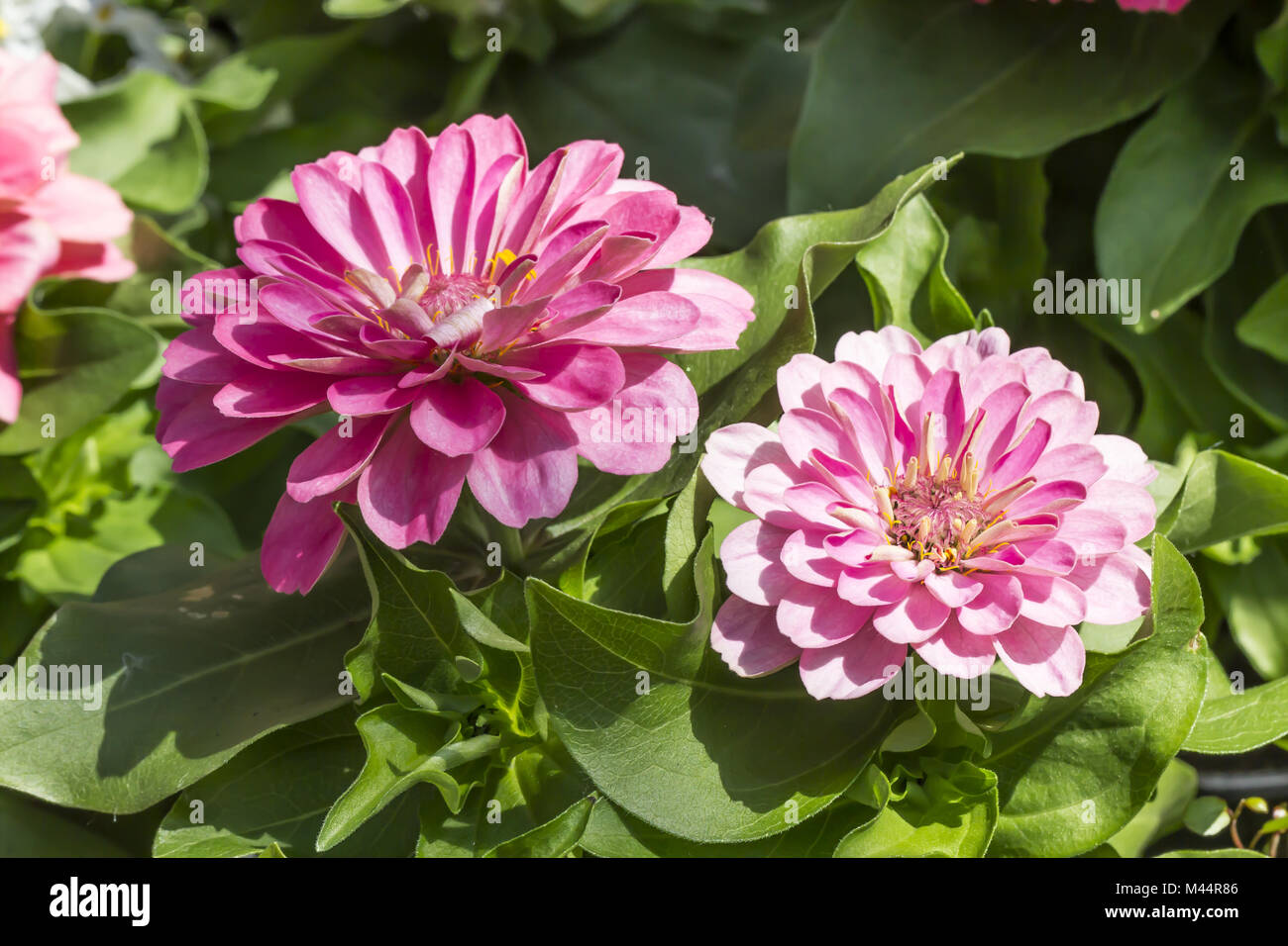 Zinnea High Resolution Stock Photography and Images - Alamy