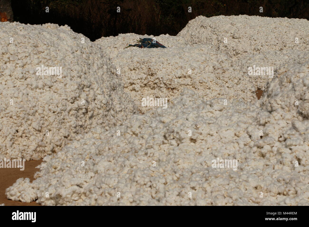 A lot of just harvested cotton Stock Photo - Alamy