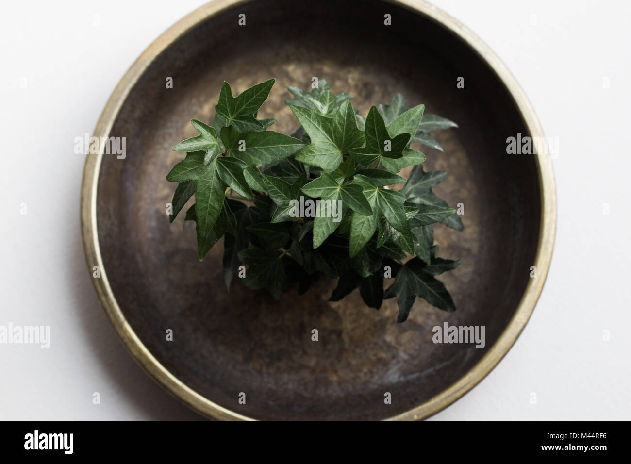 Succulents and tiny plants in natural light Stock Photo - Alamy
