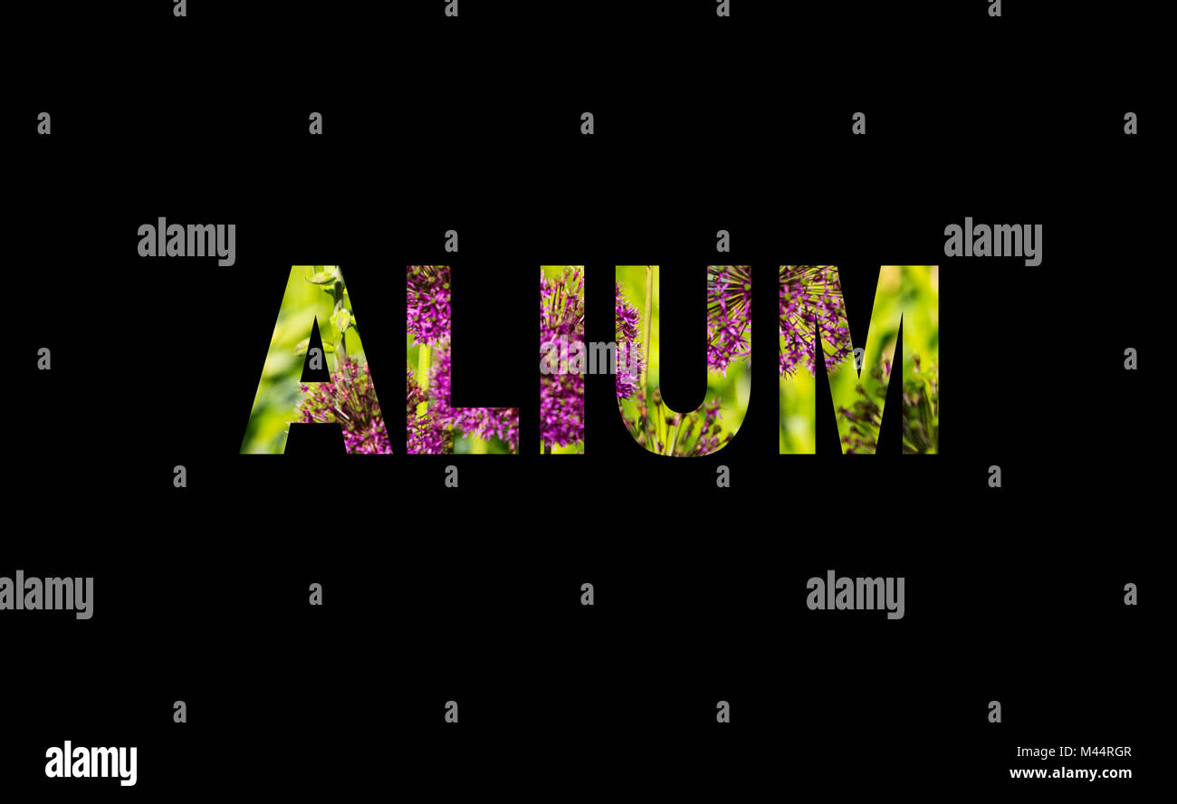 Alium cut out hi-res stock photography and images - Alamy