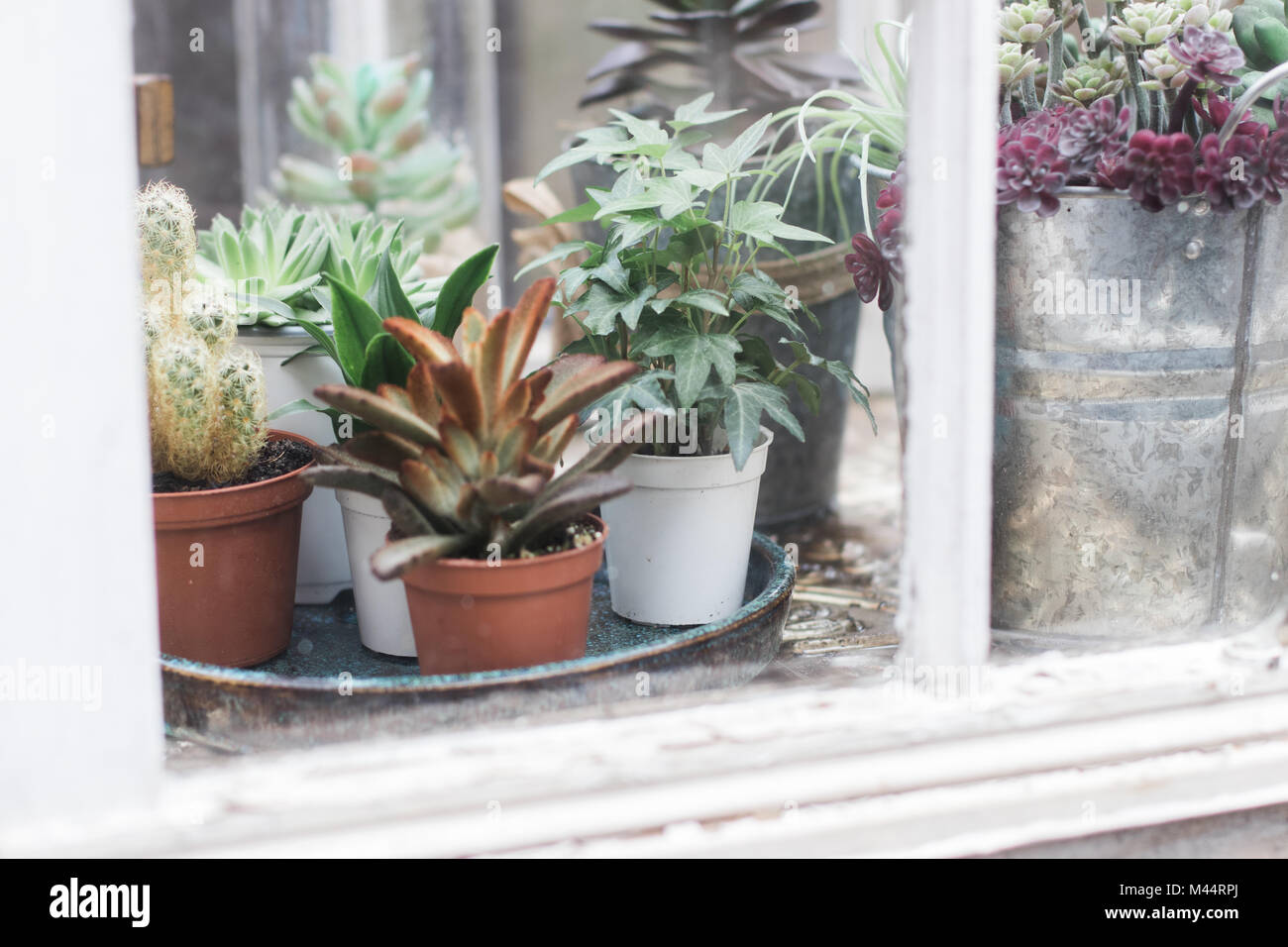 Soft green succulents hi-res stock photography and images - Alamy