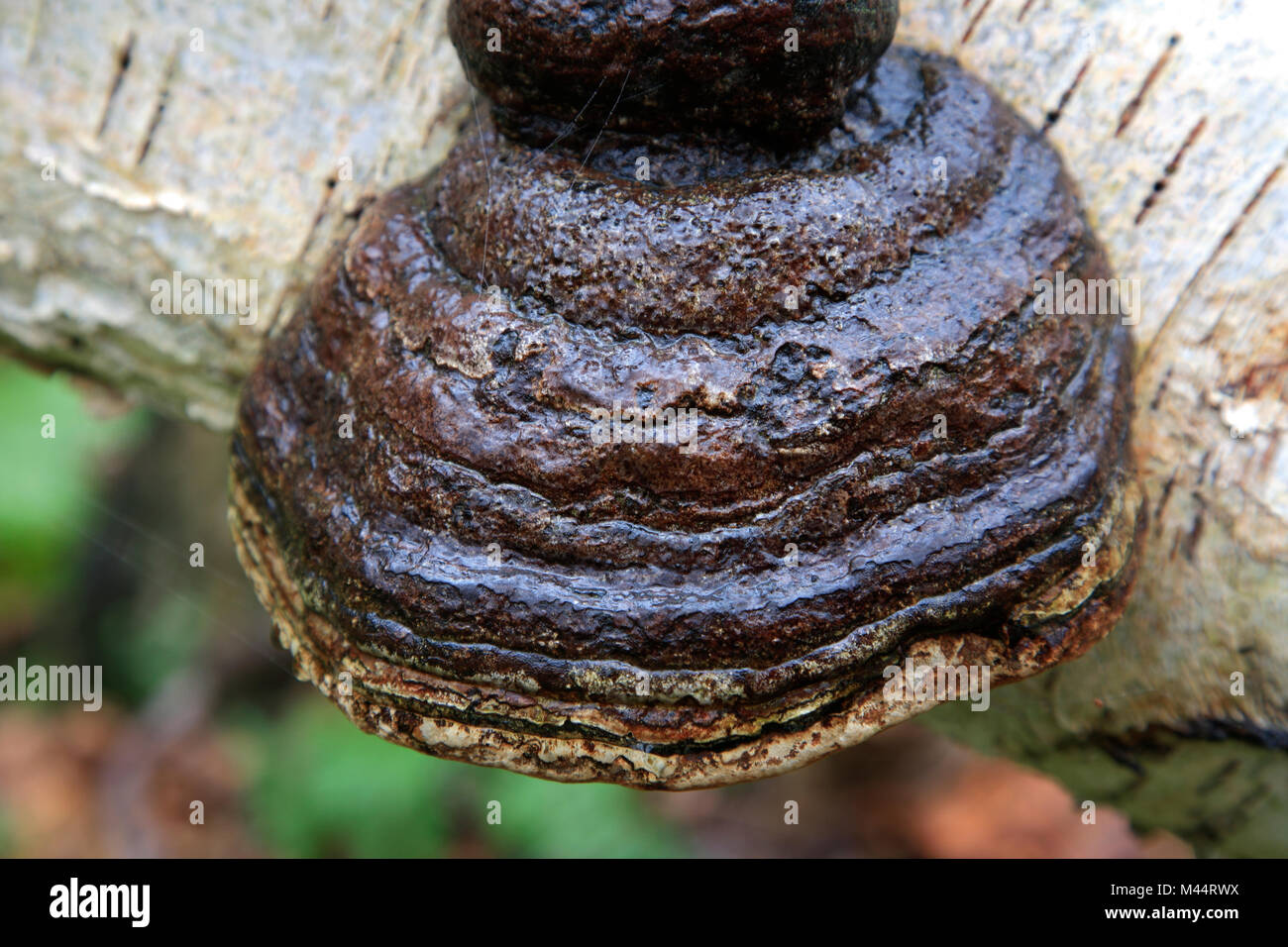 Hoof Fungus (Fomes fomentarius) on Silver Birch tree, Holme Fen SSSI ...