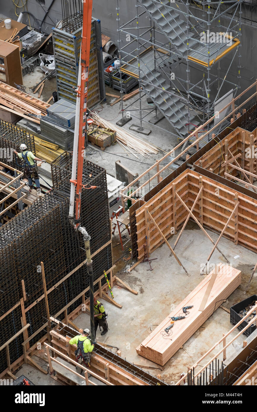 United States, Washington, Seattle, Bald eagle in tree in Discovery ...