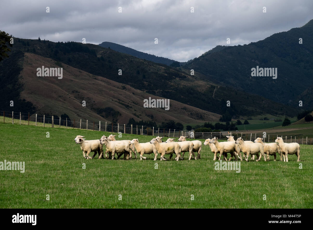 Sheep farm New Zealand Stock Photo - Alamy