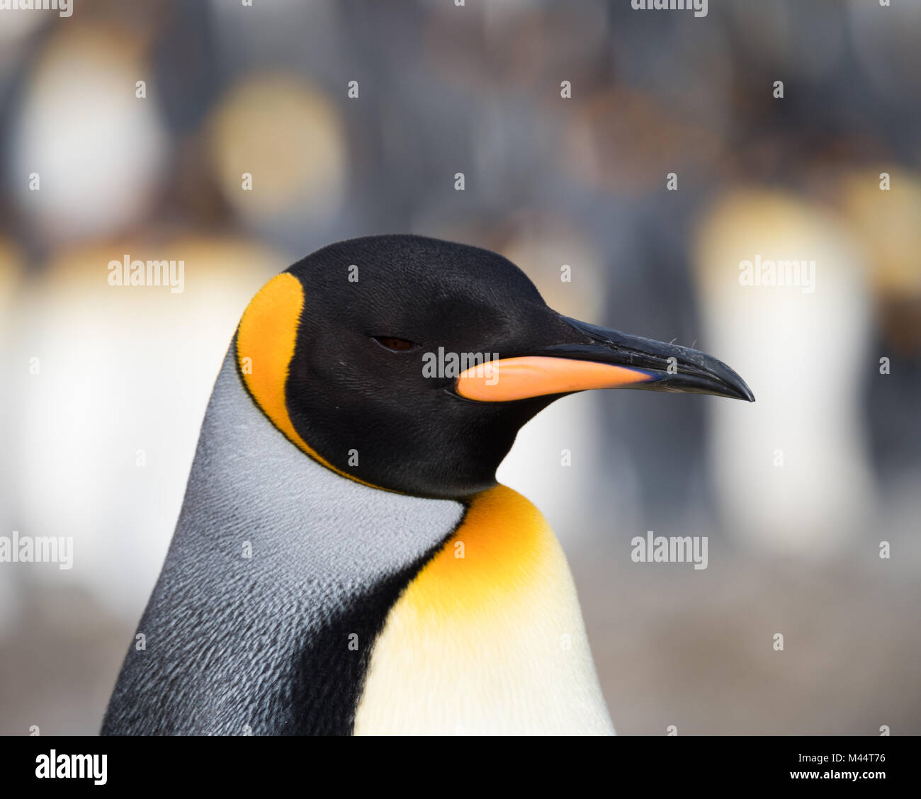 Close up of the head and chest of adult king penguin with dramatic ...