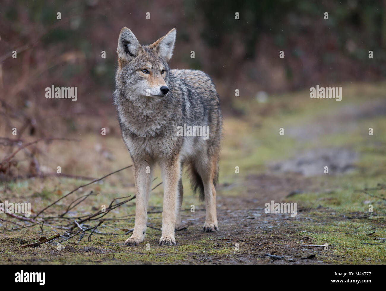 Coyote in Canada Stock Photo - Alamy