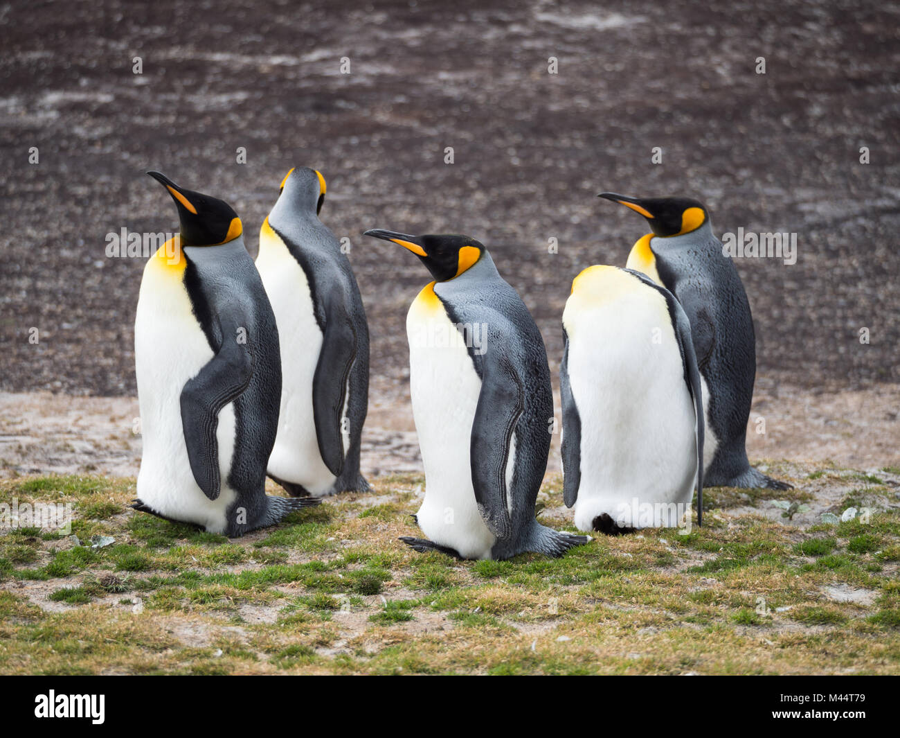 Preening penguins hi-res stock photography and images - Alamy
