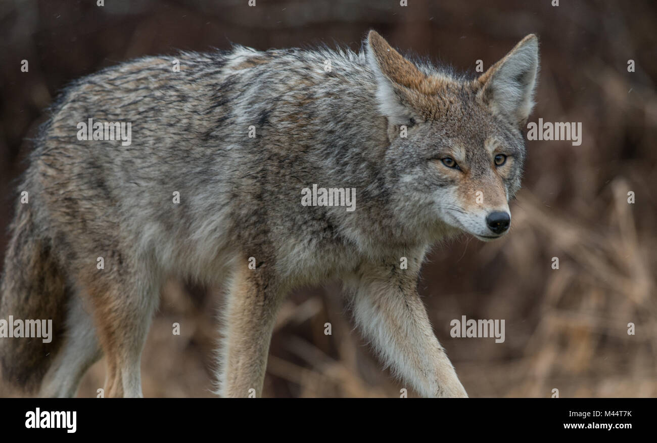 Coyote in Canada Stock Photo - Alamy