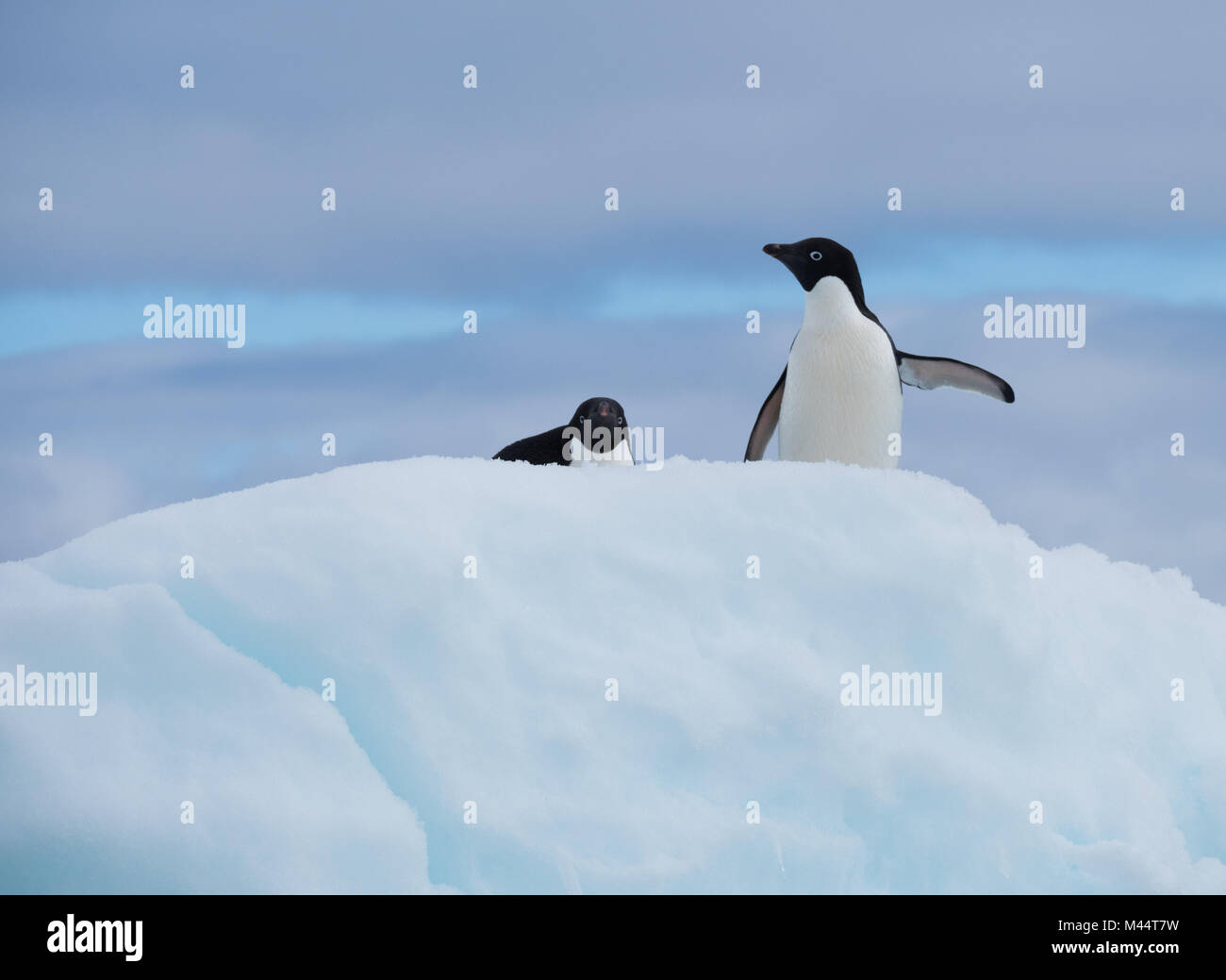 Two Adelie penguins on a snow covered iceberg with one standing while ...