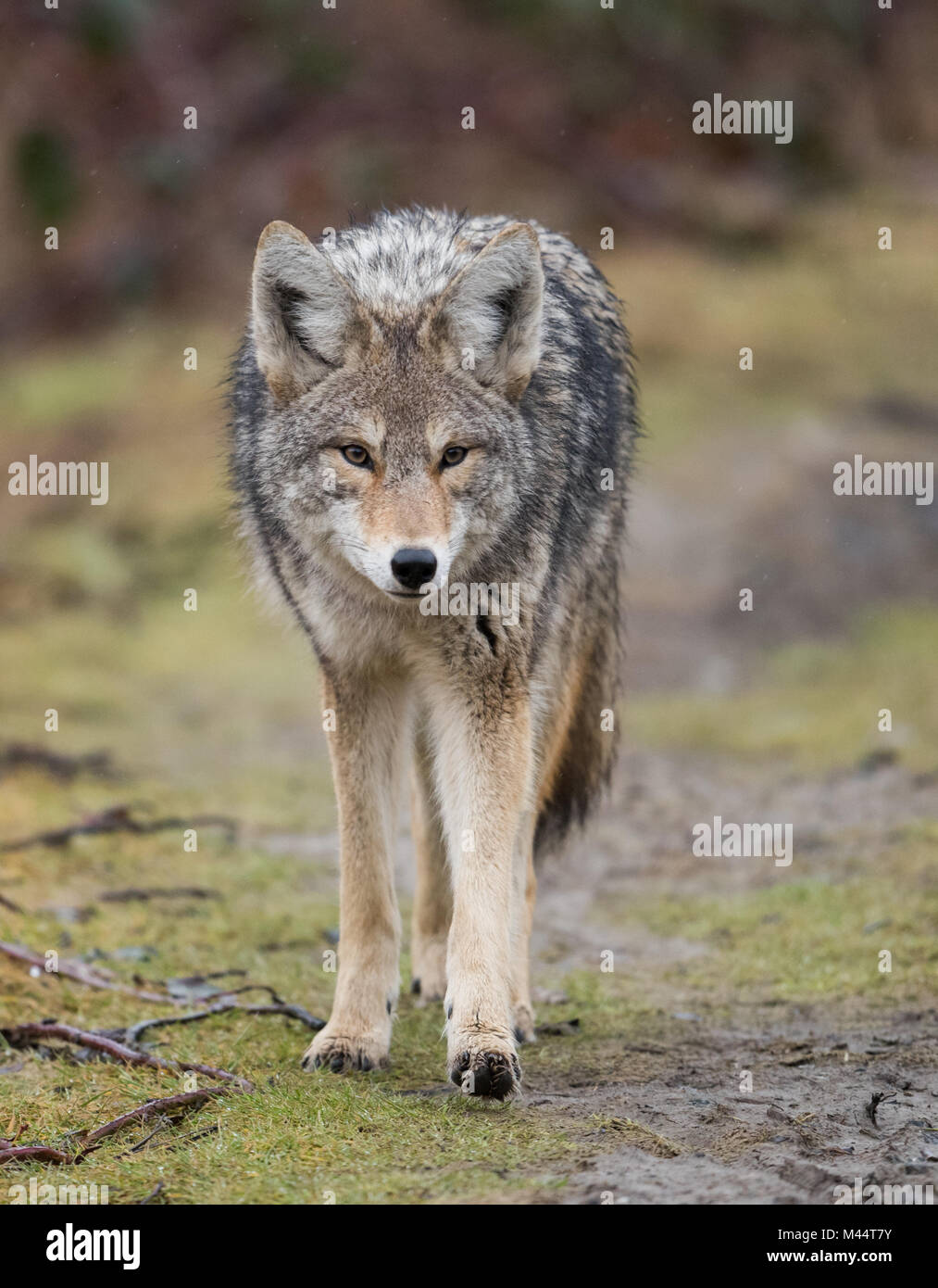 Coyote in Canada Stock Photo - Alamy