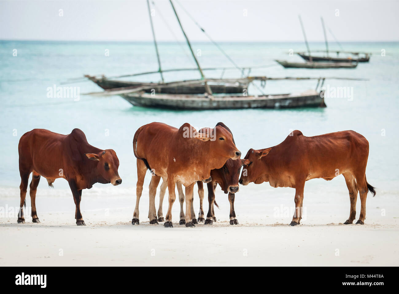 Cows on the beach in Stone Town, Zanzibar Island, Tanzania Stock Photo ...