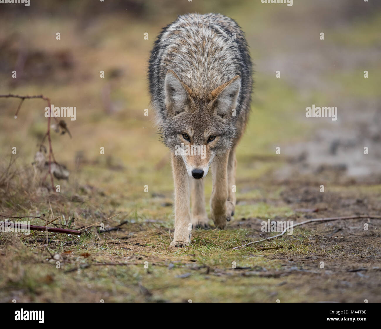 Coyote in Canada Stock Photo - Alamy