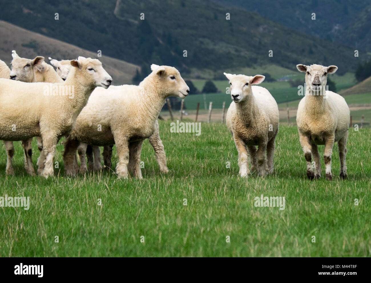 Sheep farm New Zealand Stock Photo - Alamy