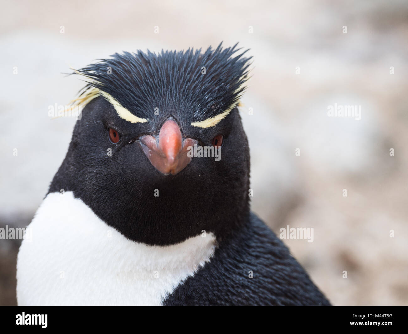 Close up of a rockhopper penguin's head photographed with a shallow ...