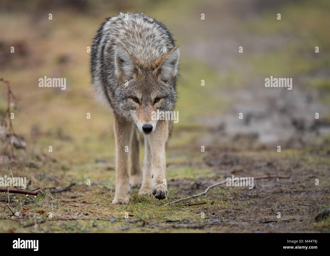 Coyote in Canada Stock Photo - Alamy