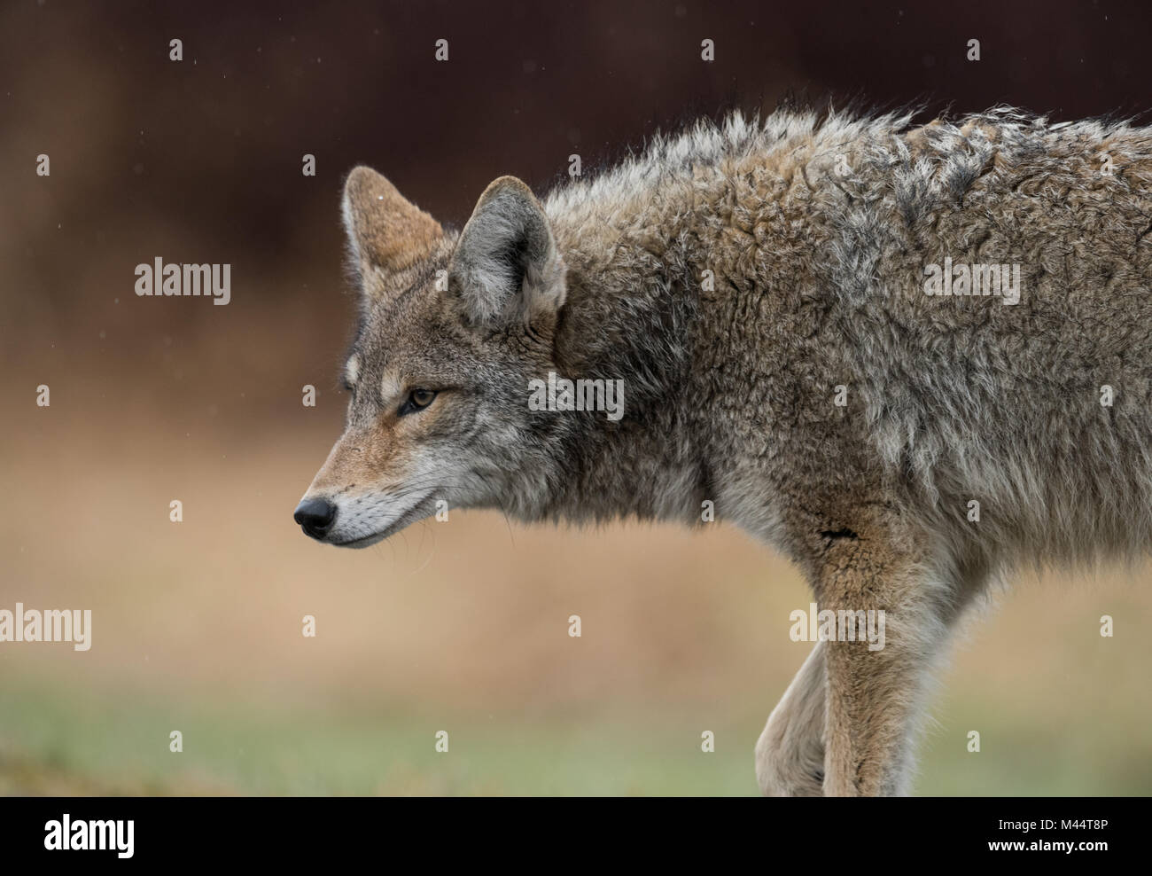Coyote in Canada Stock Photo - Alamy