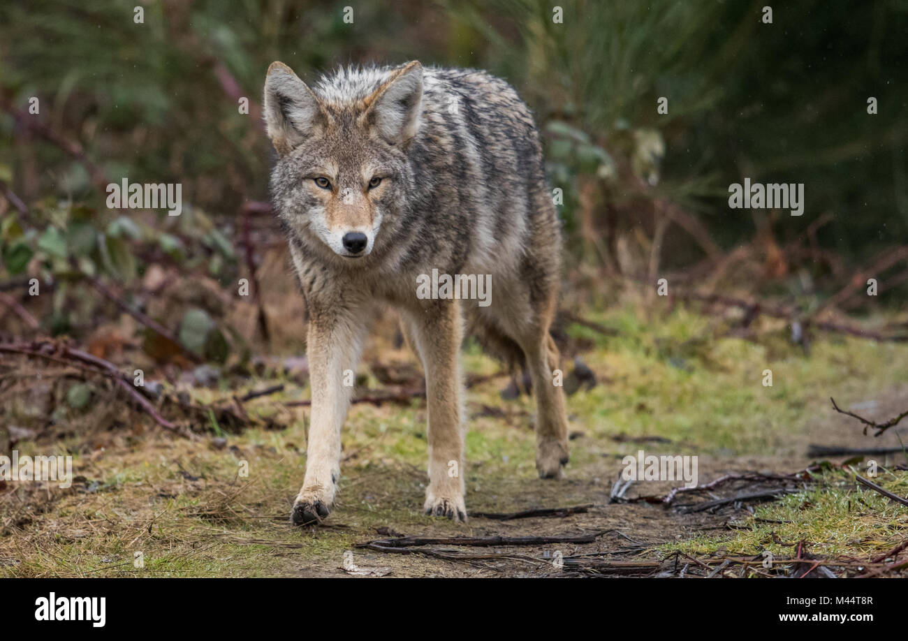 Coyote in Canada Stock Photo - Alamy
