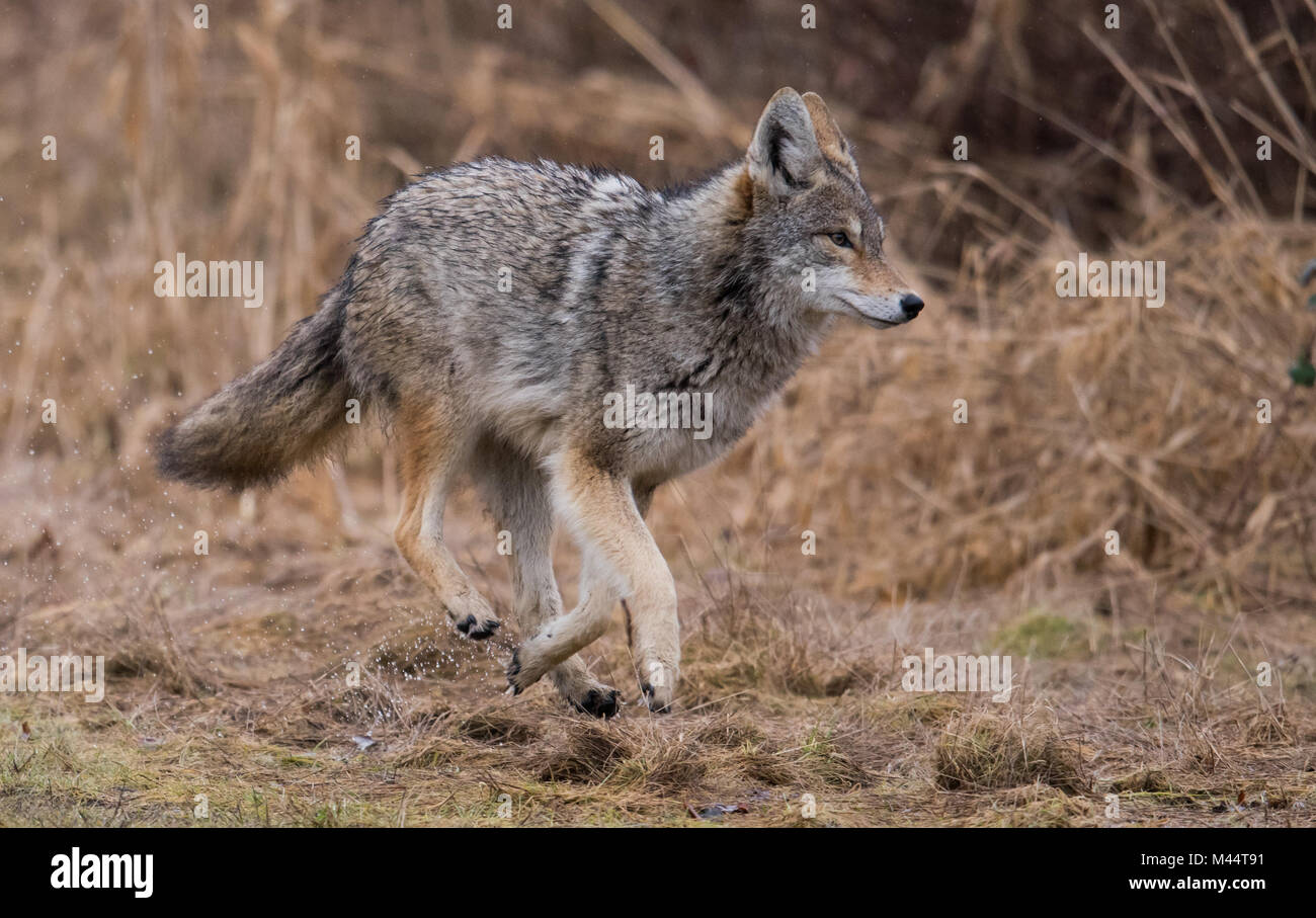 Coyote in Canada Stock Photo - Alamy