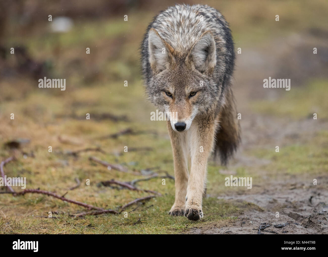 Coyote in Canada Stock Photo - Alamy
