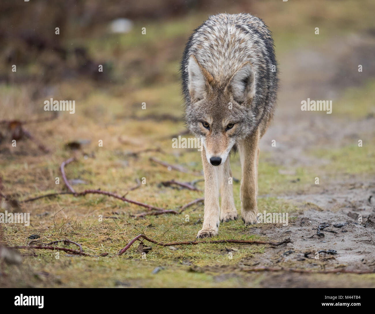 Coyote in Canada Stock Photo - Alamy