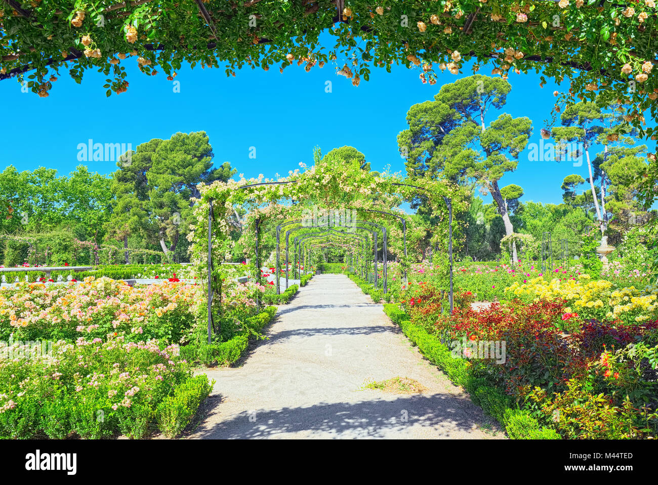 Walking through Buen Retiro Park. Rose Park (Parque De Las Rosas) in ...