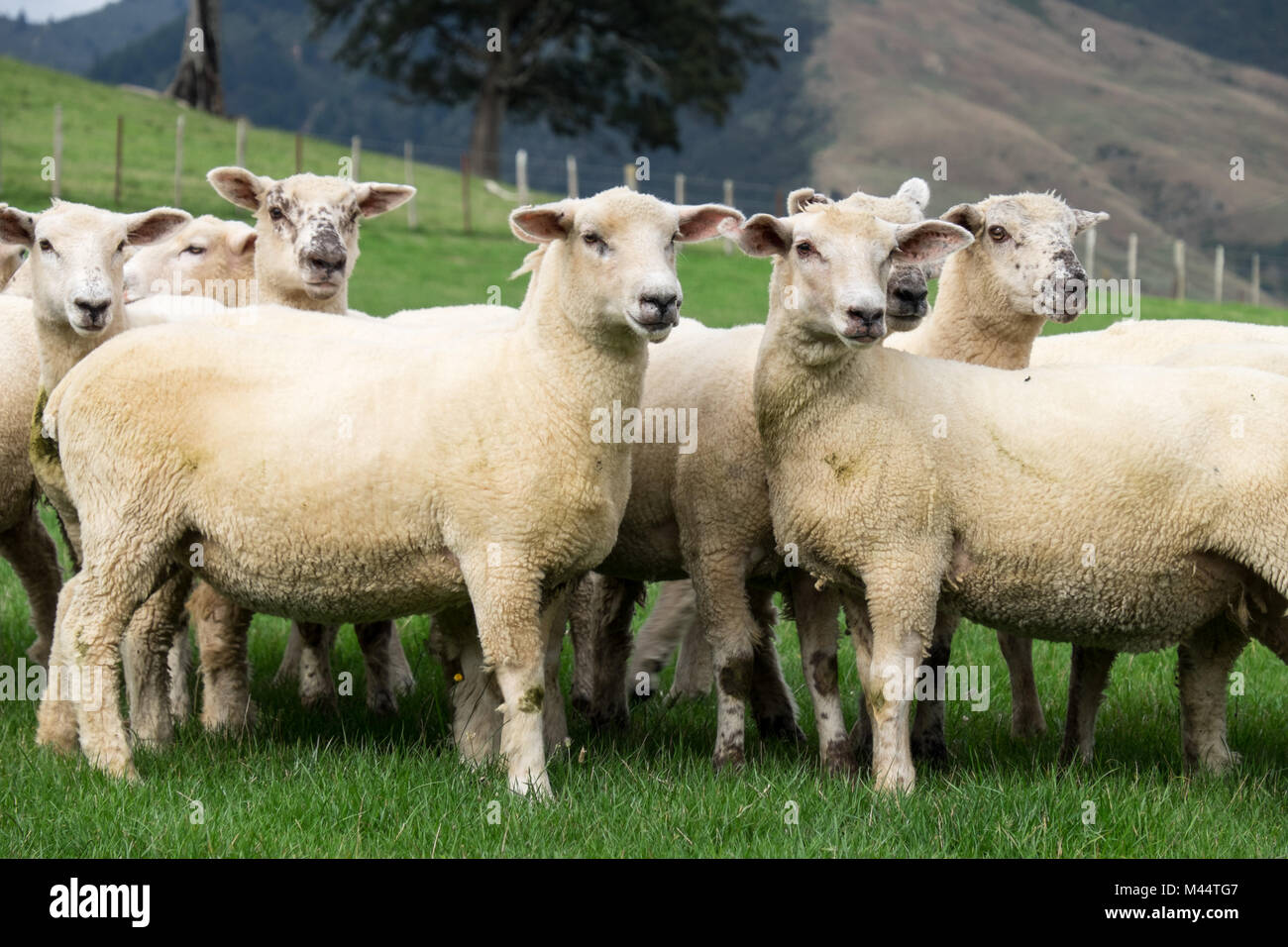 Sheep farm New Zealand Stock Photo - Alamy
