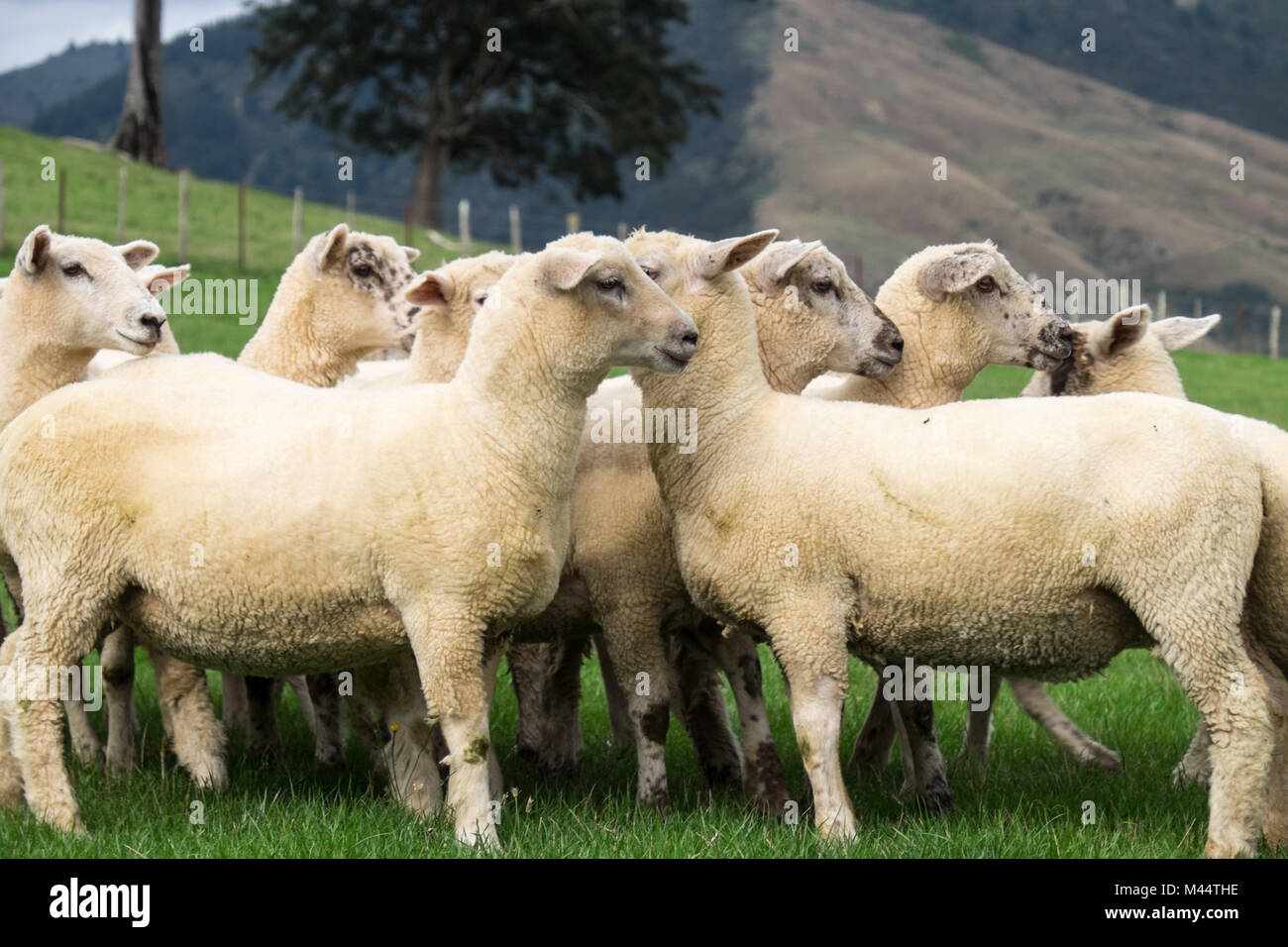Sheep farm New Zealand Stock Photo - Alamy
