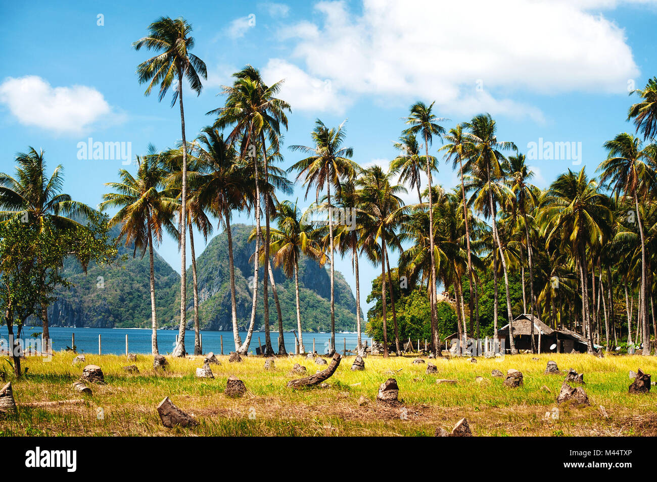 palm grove on the sea shore. Tropical country, landscape. mountain ...