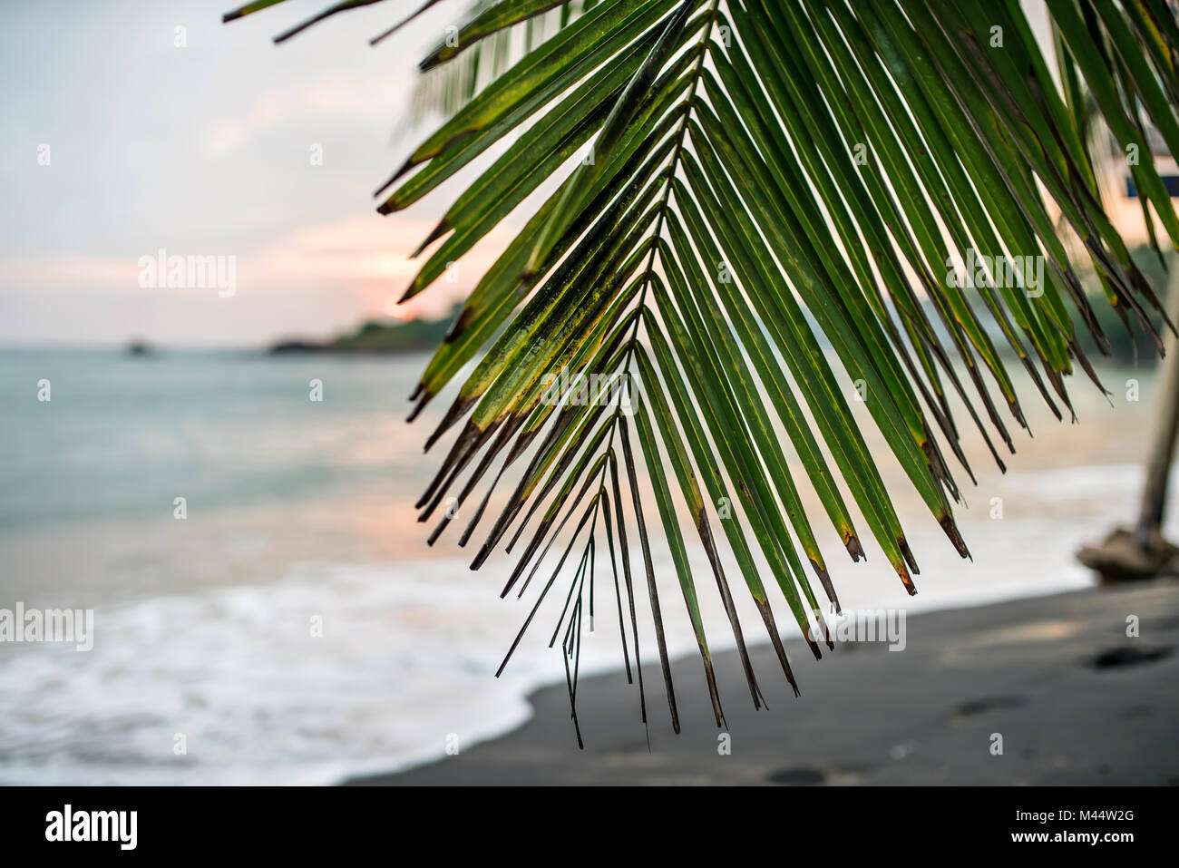 Tropical sea tree branch hi-res stock photography and images - Alamy