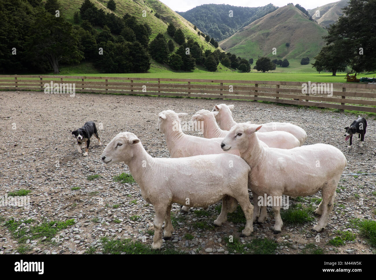 Sheep farm New Zealand Stock Photo - Alamy