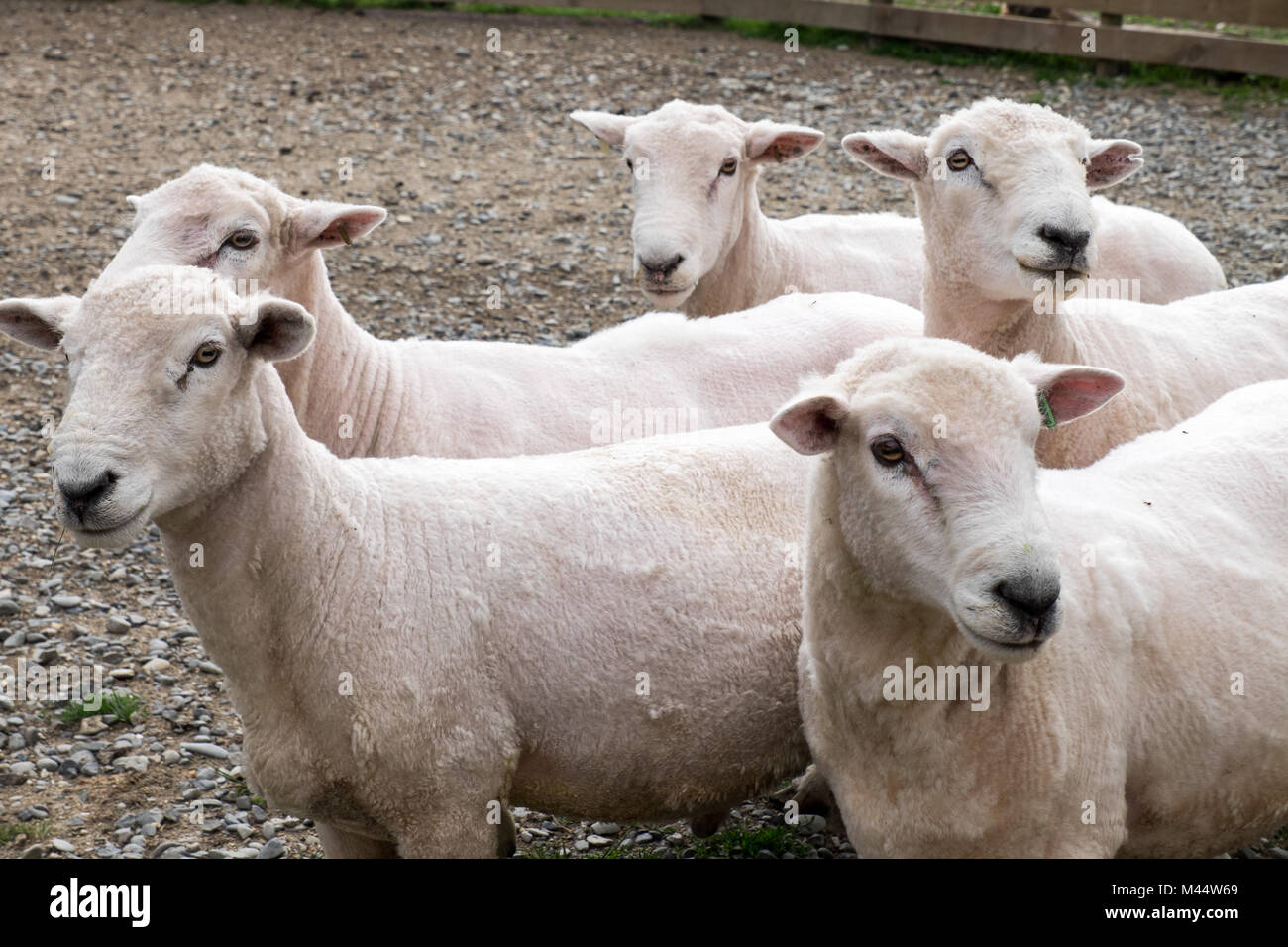 Sheep farm New Zealand Stock Photo - Alamy