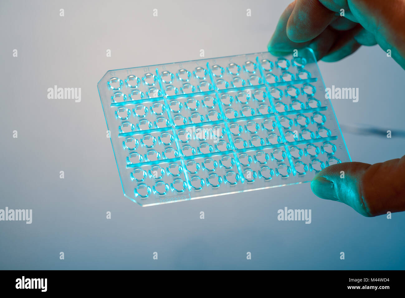 PCR plate in microbiological lab, 96 well plate for PCR processing ...