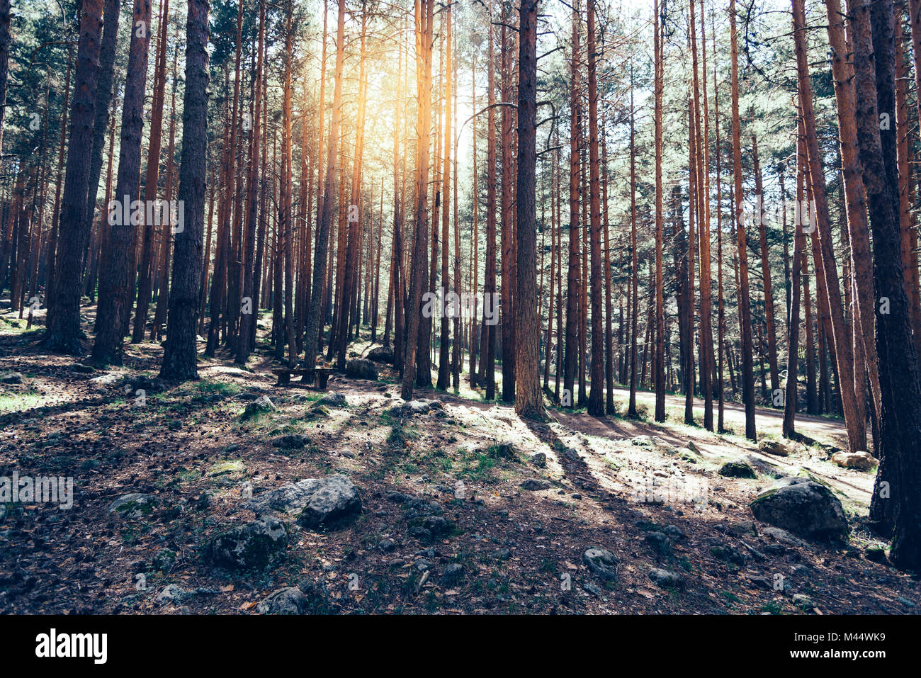 Background of trunks of pine trees in forest with sunlight flare Stock ...