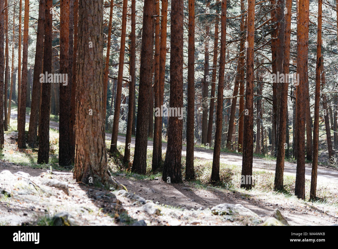 Background of trunks of pine trees in forest Stock Photo - Alamy