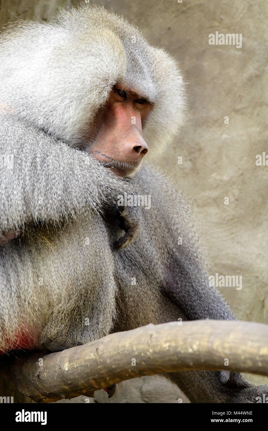 Single Hamadryas baboon in zoological garden Stock Photo - Alamy