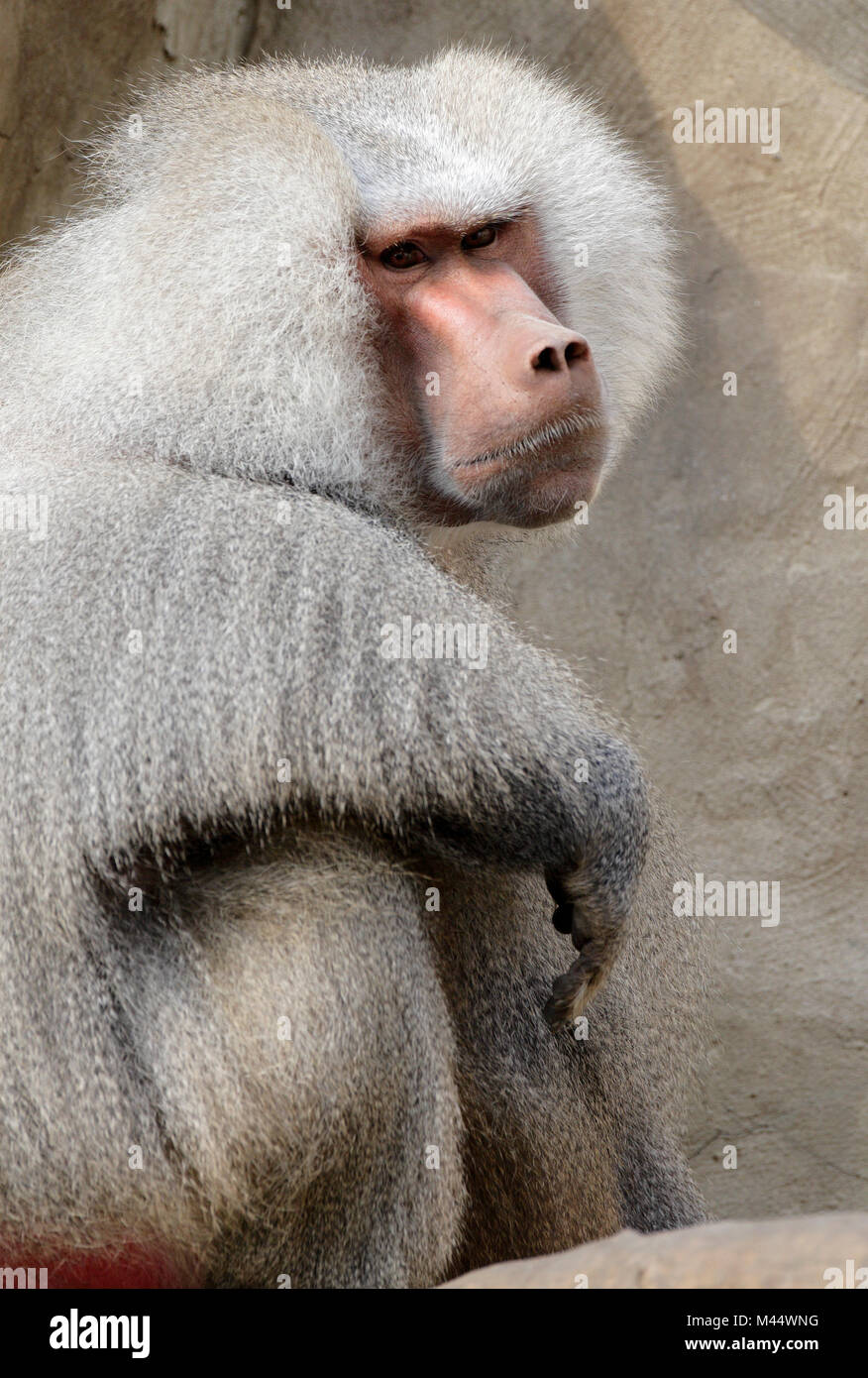 Single Hamadryas baboon in zoological garden Stock Photo - Alamy