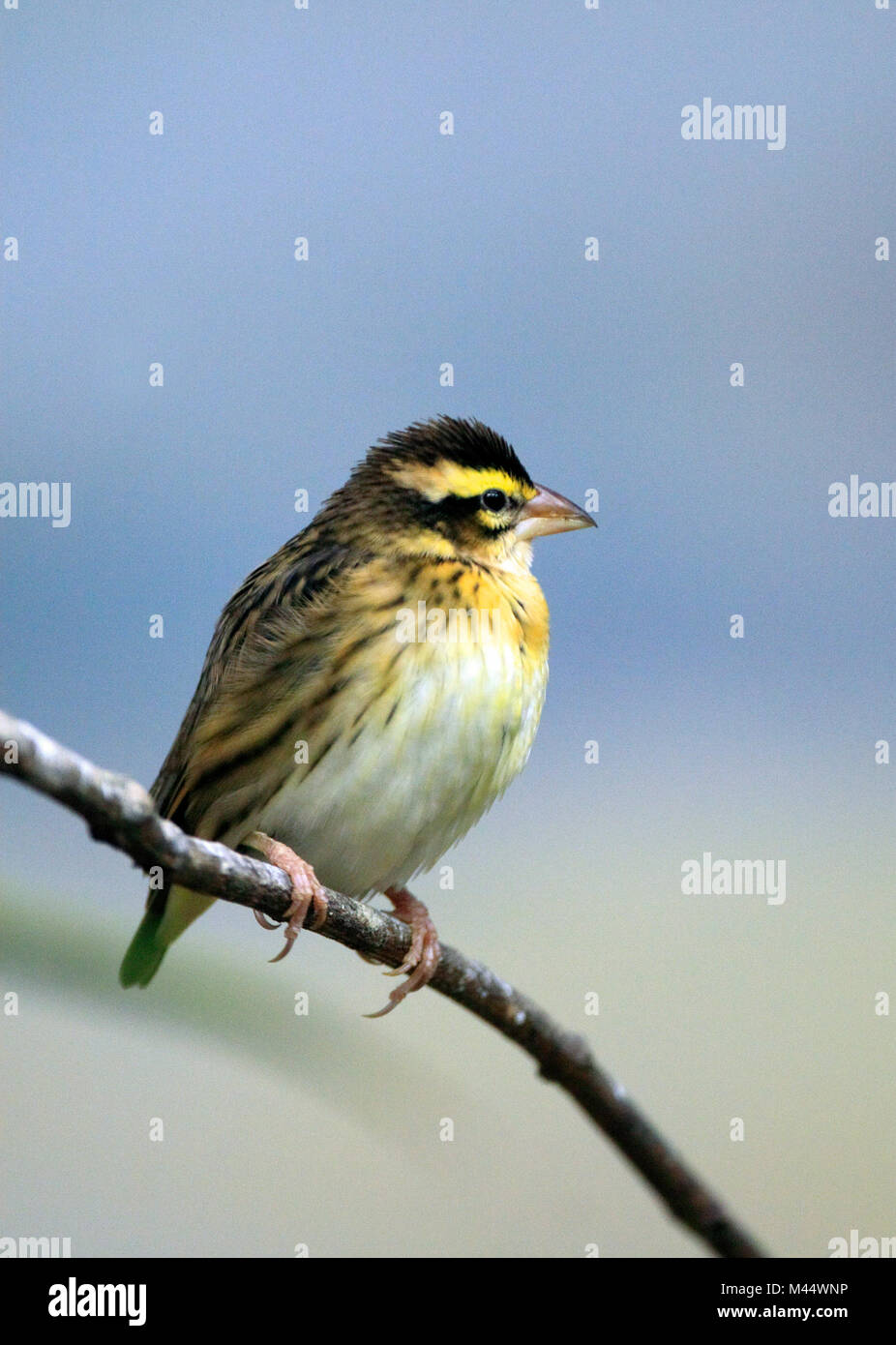 Yellow fronted canary serinus mozambicus hi-res stock photography and ...