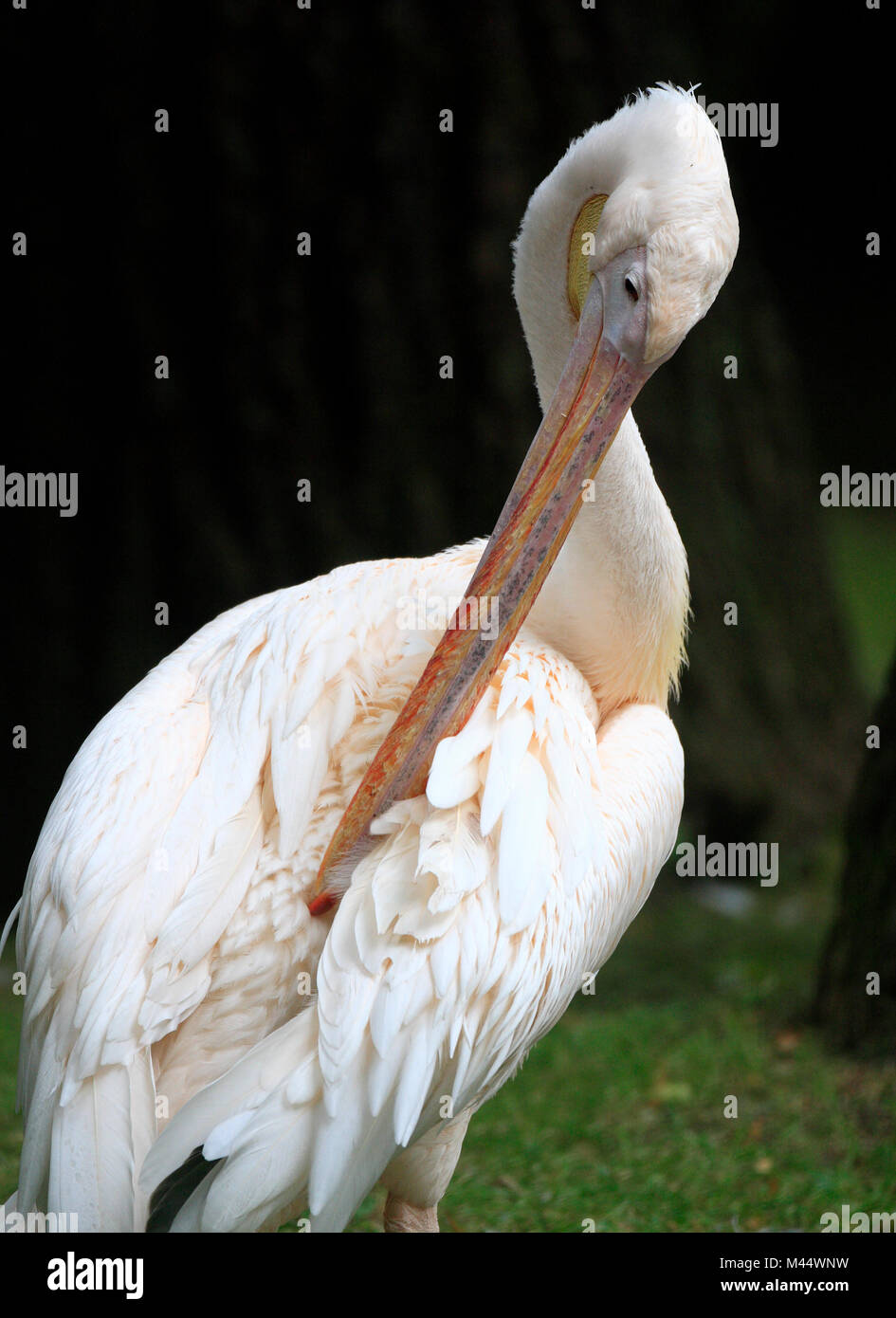Single Pink Pelican bird in zoological garden Stock Photo - Alamy