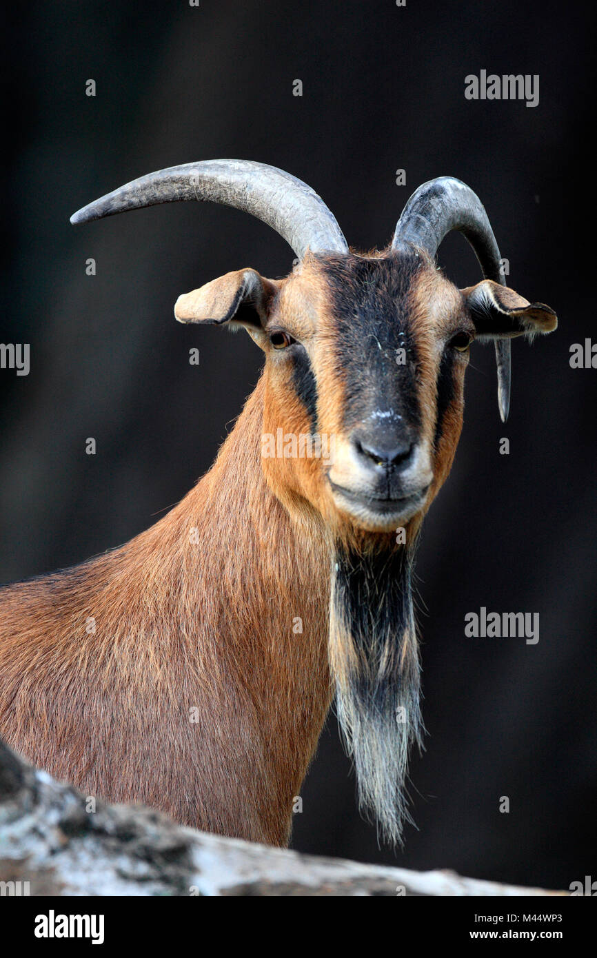 African pygmy goat zoo hi-res stock photography and images - Alamy