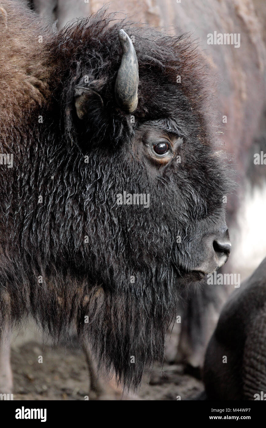 Single grown male Bison in zoological garden Stock Photo - Alamy